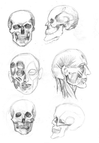 Learning to Draw Heads: Practice and Study with Skulls and Loomis ...